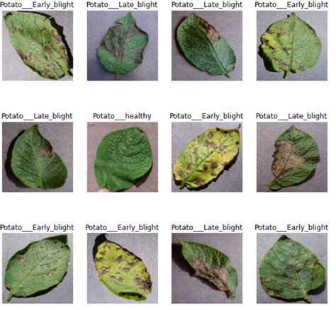 Potato Disease Classification Using Neural Networks By Santhosh Kakarla Jan 2023 Medium