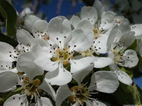 Fotos De Flores La Flor Del Peral