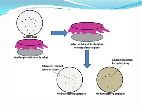 RECOMBINANT DNA AND SELECTION OF RECOMBINANTS GIST Preparation