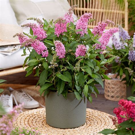 Buy Buddleia Dwarf Butterfly Candy Collection J Parkers