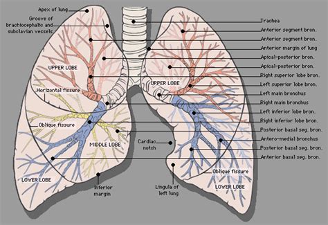 Lingula Lung