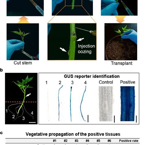 Operating Procedure Of The Stem Injection Delivery System Download