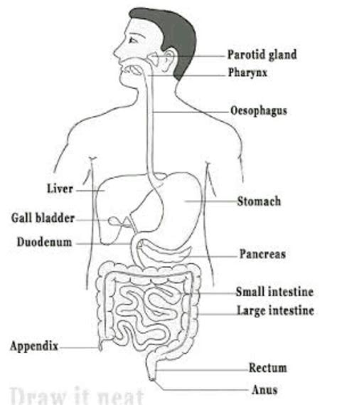 How To The Diagrams Of Human Digestive System Step By Steps Brainly In