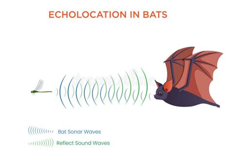 Using Echolocation Stock Illustrations 32 Using Echolocation Stock Illustrations Vectors