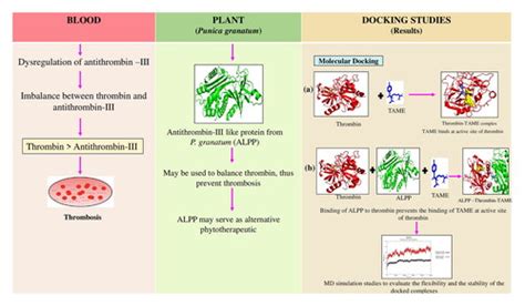 Identification Of Thrombin Inhibiting Antithrombin Iii Like Protein