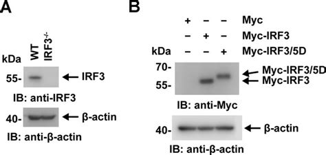 Figures And Data In Ebola Virus Sequesters Irf3 In Viral Inclusion