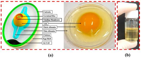 A Schematic Diagram Of An Egg With Image Of A Chicken Egg B Image Download Scientific