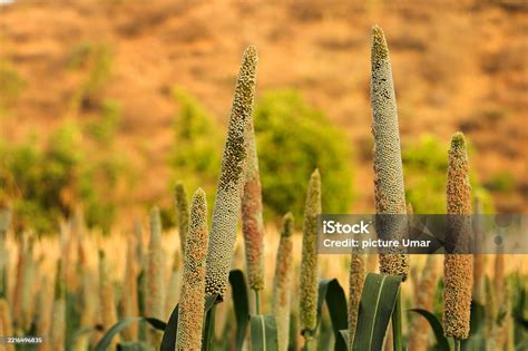 아름 다운 근접 진주 기장 작물 밭은 인도의 시골 지역에서 재배 진주 기장 밭 찢어지는 기장 작물 밭 Bajra 작물 밭 진주 기장 식물의 근접 촬영 모습 맥주의 생산