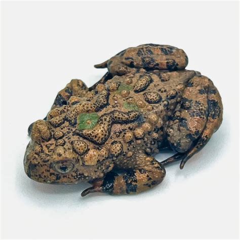 Small Webbed Bell Toads For Sale Big Apple Herp Reptiles For Sale