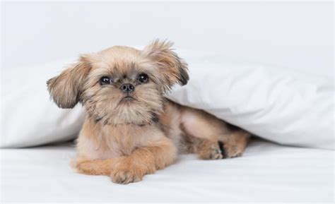 Dach Griffon