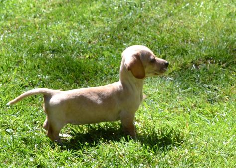 Meet Lacey Our Adorable Miniature Dachshund