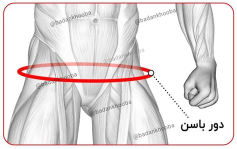 راهنمای اندازه گیری سایز عضلات
