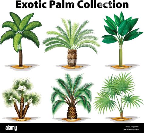 Different Types Of Exotic Palm Trees Illustration Stock Vector Art Illustration Vector Image