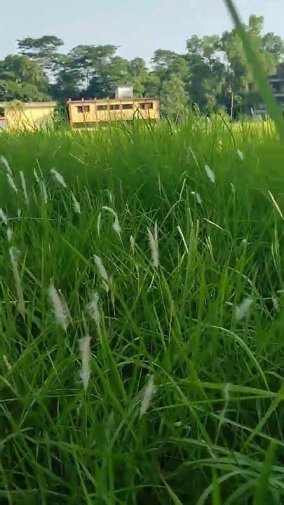 ঘাসফুল💙💙 Youtube