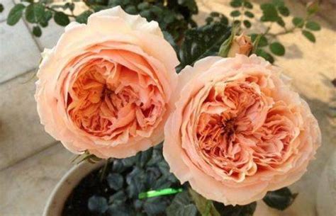 新手养花不如养一盆“真宙”，花色艳丽，香味浓郁，适合盆栽养殖修剪