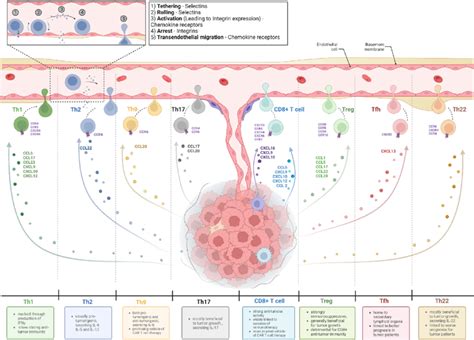 T Cell Migration Into Human Tumors Depicted Are Various T Cell Subsets Download Scientific