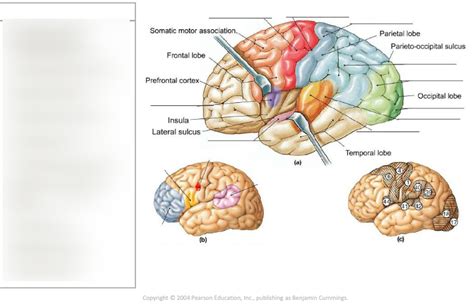 Gustatory Cortex And Brain Walidoneuropedia On X Gustatory Pathway