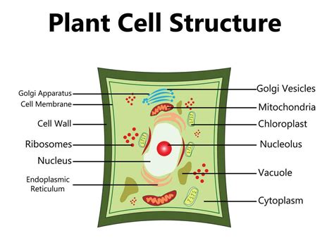 Biology Cell Structure
