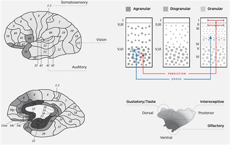 Structure Of The Cortex How Emotions Are Made