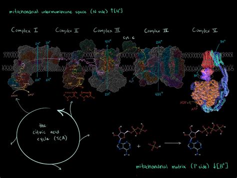 Complex V Atp Synthase — Squid Ink Illustration