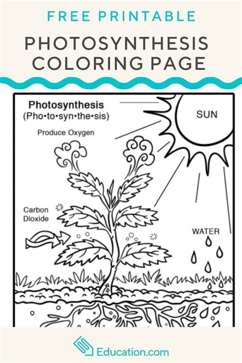 Free Photosynthesis Worksheet Printable Worksheets Printable Template