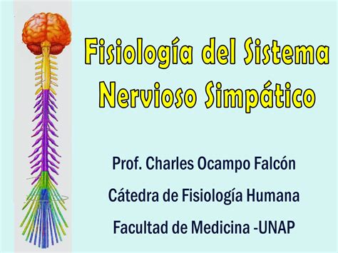 Solution Sistema Nervioso Aut Nomo Studypool