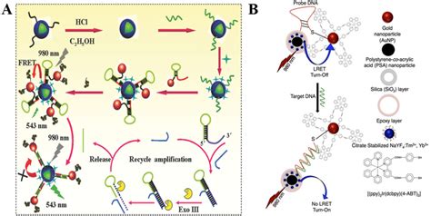 A Schematics Of The Ucnps Aunps Plasmon Modulated Biosensing Platform