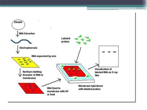 Nucleic Acid Hybridization Pptx Chemistry Science