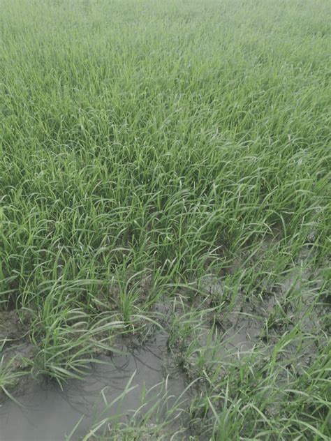 លែងភ័យអត់ទឹកធ្វើស្រូវប្រាំងទៀតហើយ អ្នកឧត្តរមានជ័យ និងបន្ទាញមានជ័យ