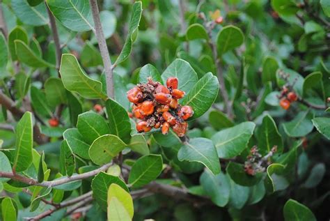 9 Wild Berries In Arizona Krebs Creek