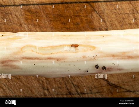 The Larva Of Allium Leaf Miner Phytomyza Gymnostoma Shown On The Stem