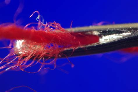 Macro By Any Means Necessary Club Page PentaxForums