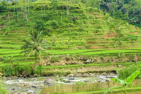 푸른 논 나무 풀밭의 풍경 성장 토지 물이 있는 시골 풍경 농업을 위한 완벽한 환경 0명에 대한 스톡 사진 및 기타 이미지 Istock