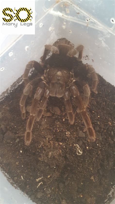 So Many Legs Af Pamphobeteus Sp Arana Pollito