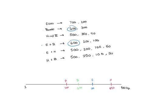 Solved Construct A Restriction Map Of A Linear Fragment Of Dna Using