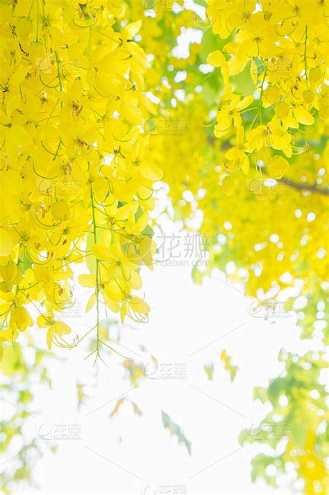 决明花、金雨花、泰国夏日黄花