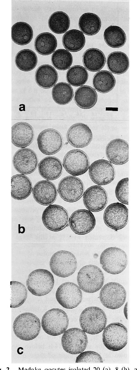 Figure 2 From Specific Stages Of Oocyte Maturity In Medaka To Obtain Efficient Foreign Gene