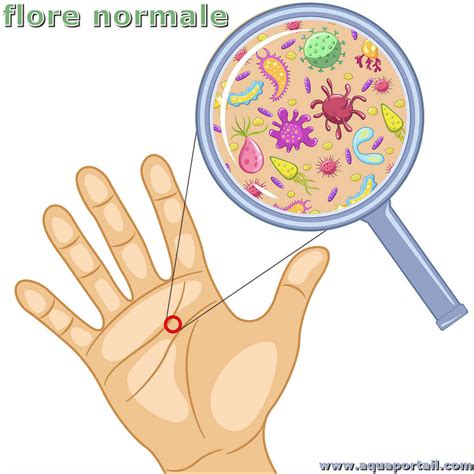 Flore Normale Définition Et Explications