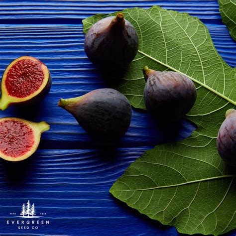 Evergreen Seed Co Rare Tree Seeds For Rewilding And Resilience Evergreen Seed Co Rare Tree Seeds For Rewilding And Resilience