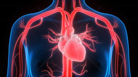 人类心脏解剖图3d图片素材 正版创意图片402389268 摄图网
