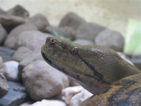 Reticulated Python By Atomicbomberbomb On Deviantart