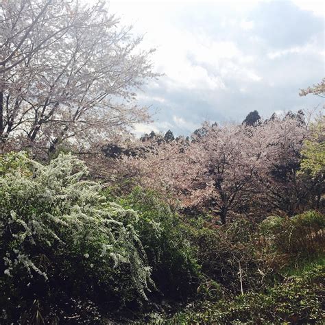 Chieko No Mori Park 2026 All You Need To Know Before You Go With