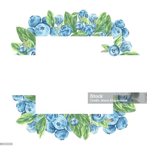 수채화 블루베리 그림 프레임 식물 스타일로 손으로 그린 배경은 결혼식 휴일 음식 디자인에 사용하기 위해 흰색 배경에 나뭇잎이
