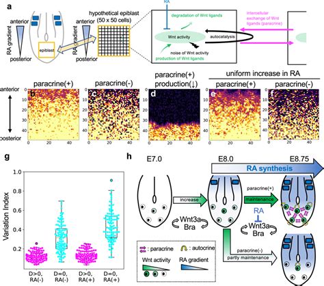 mathematical model to examine the effect of intercellular communication