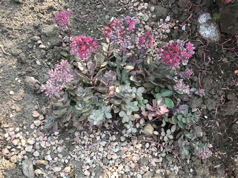 Sunsparkler Firecracker Sedum Csu Extension Adams County
