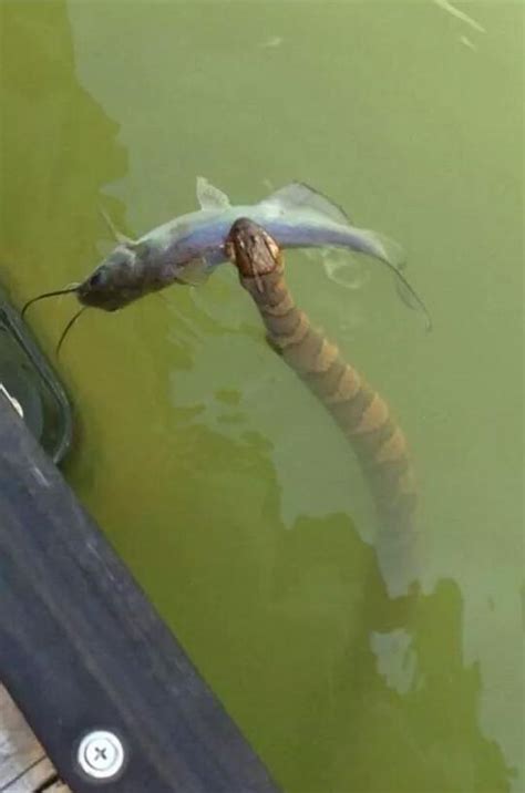 This Had My Curl My Toes X Post R Pics Thalassophobia