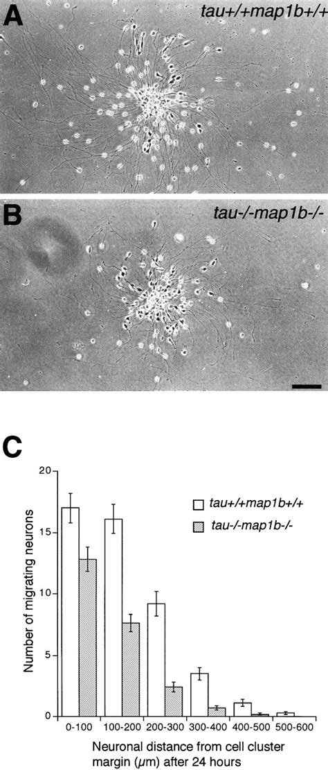 In Vitro Analysis Of Neuronal Migration Migration Of Tatau Map1b Download Scientific