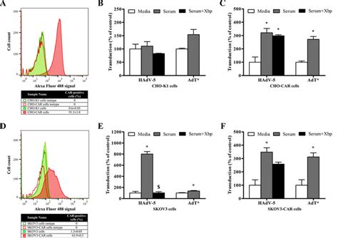Adenoviral Transduction In The Presence Of Immunocompromised Mouse