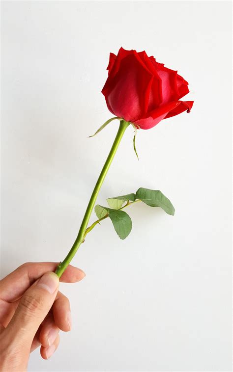 무료 이미지 이슬 꽃잎 장미 꽃 녹색 빨간 담홍색 플로라 정물 아름다운 플로리스트 리 꽃 피는 식물