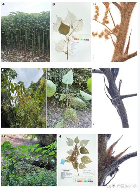 中国科学院昆明植物研究所李德铢研究团队与中国农业科学院麻类作物研究所合作揭示栽培苎麻野化的遗传变异和环境适应机制 知乎